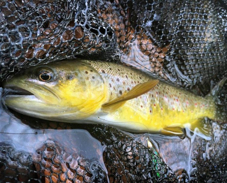 Fall Streamer Fly Fishing: 3 Tips for More Strikes - Flymen Fishing Company