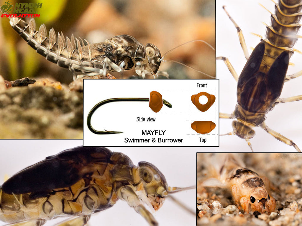 Nymph-Head® Evolution™ Mayfly Swimmer - Flymen Fishing Company