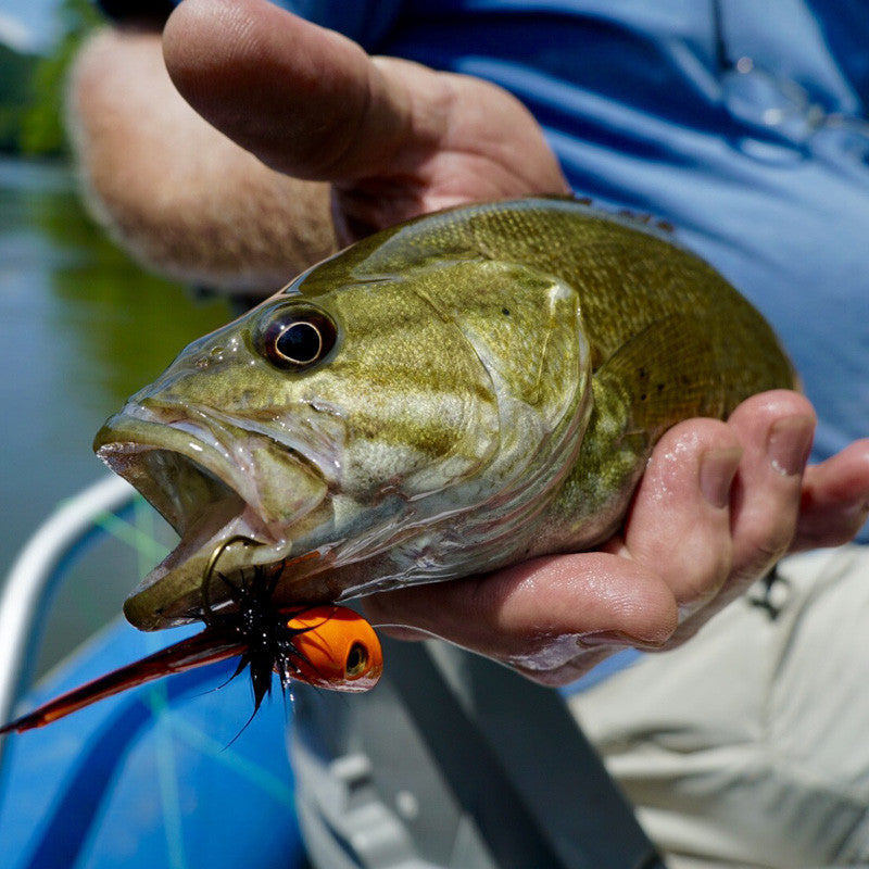 Surface Seducer® Double Barrel™ popper & slider body - Flymen Fishing ...