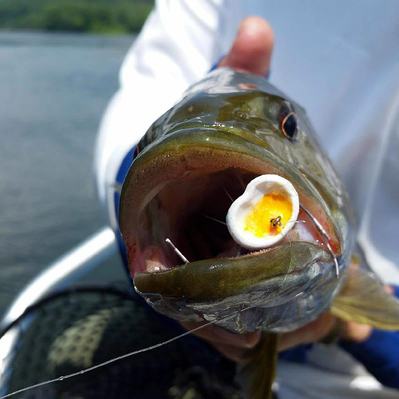 Surface Seducer® Double Barrel™ popper & slider body - Flymen Fishing ...