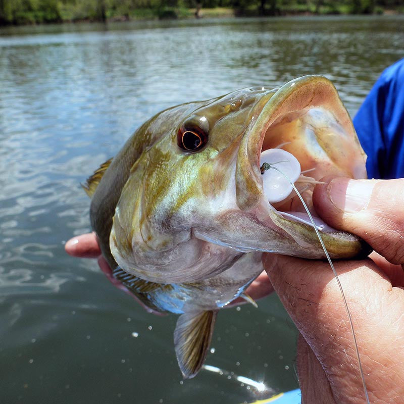 Surface Seducer® Double Barrel™ popper & slider body - Flymen Fishing ...