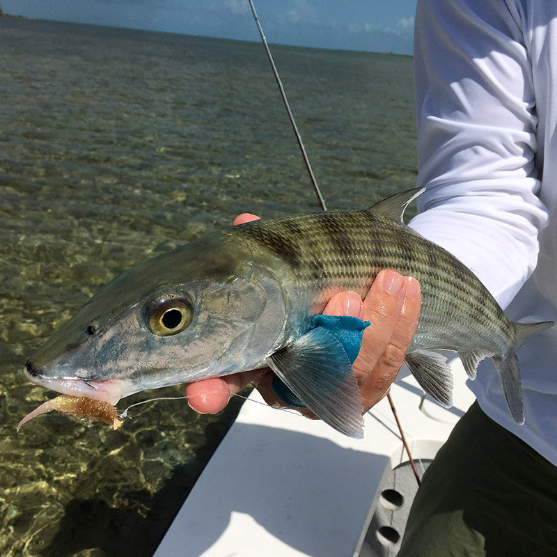 Fish-Skull® Shrimp & Cray Tail™ - Flymen Fishing Company