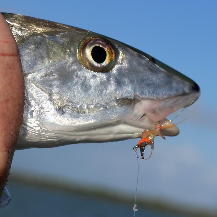 Fish-Skull® Shrimp & Cray Tail™ - Flymen Fishing Company