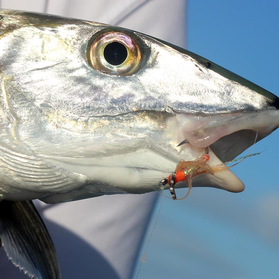 Fish-Skull® Shrimp & Cray Tail™ - Flymen Fishing Company