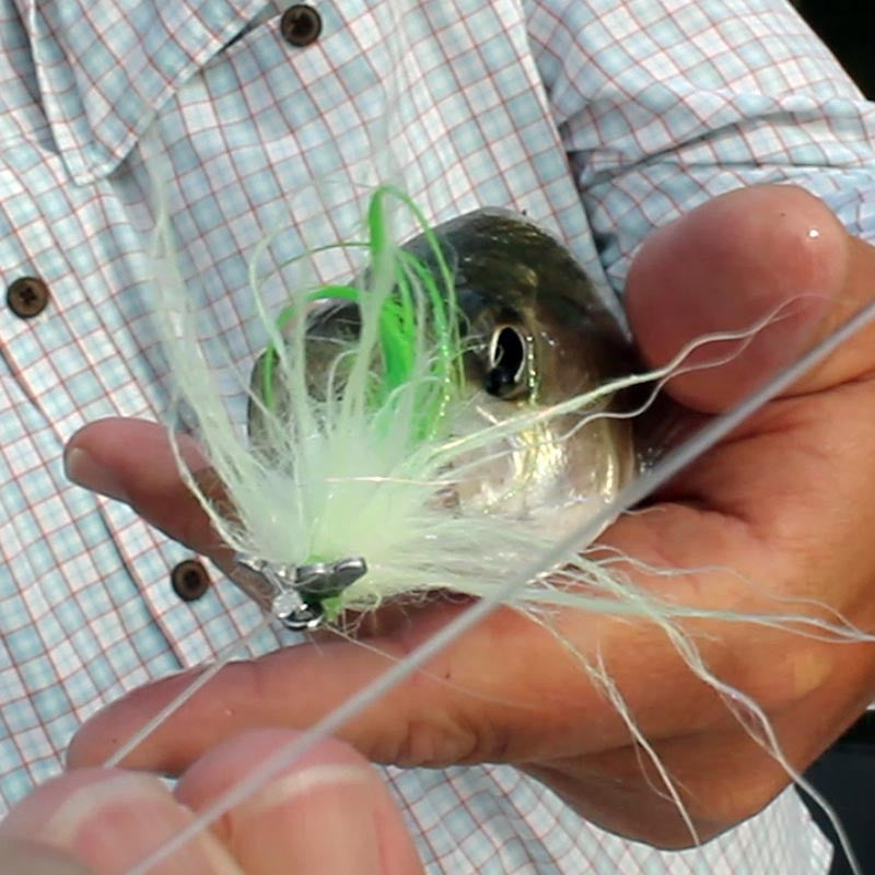 Fish-Skull® Shrimp & Cray Tail™ - Flymen Fishing Company