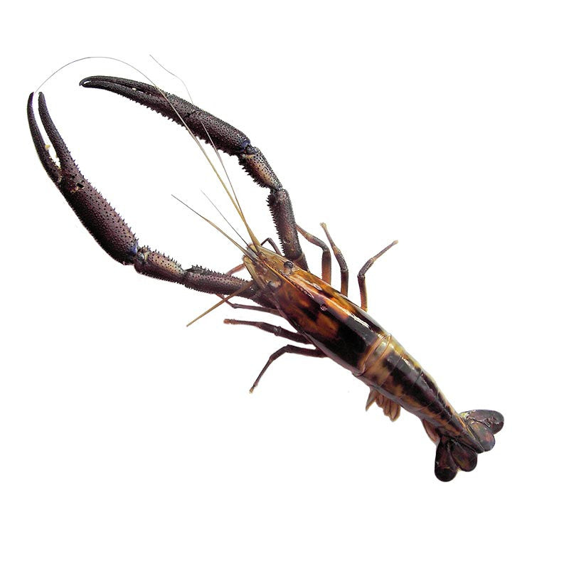 Fish-Skull® Shrimp & Cray Tail™ - Flymen Fishing Company