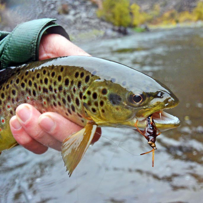 Nymph-Head® Evolution™ Stonefly tungsten beadheads - Flymen Fishing Company